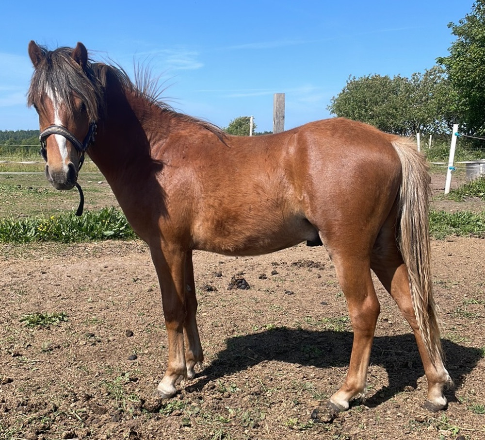 Koeb og Salg - Welsh Pony & Cob Avlen i Danmark