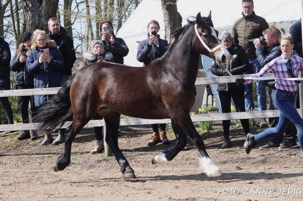 Koeb og Salg - Welsh Pony & Cob Avlen i Danmark