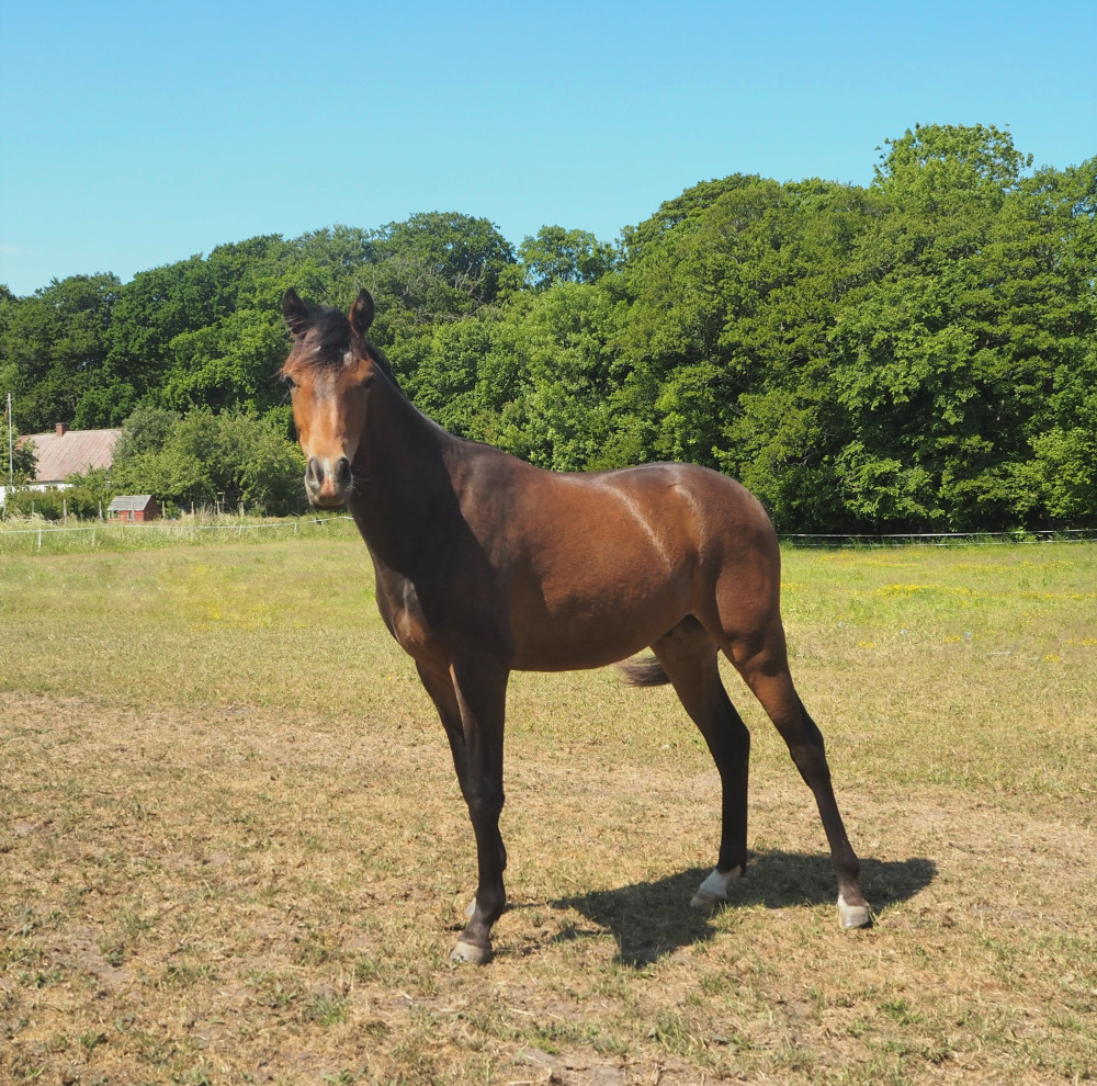 Koeb og Salg - Welsh Pony & Cob Avlen i Danmark